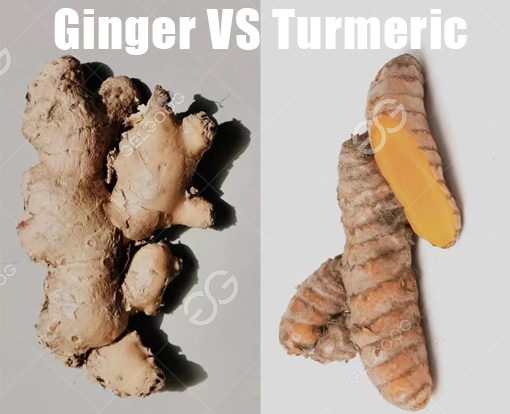 What is the difference between 【ginger】and 【turmeric】?