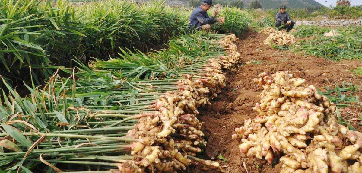 What is the difference between 【ginger】and 【turmeric】?