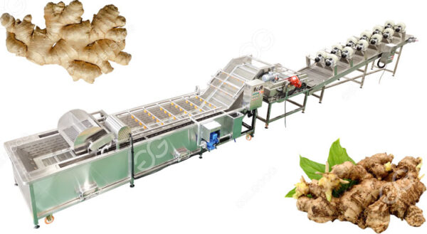 Automatic Fresh Ginger Washing And Drying Machines