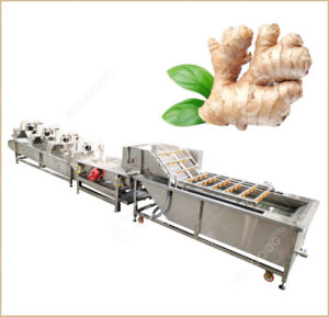 Automatic Fresh Ginger Washing And Drying Machines